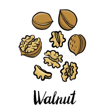 Walnut Line Drawing Stock Illustrations – 1,345 Walnut Line Drawing ...