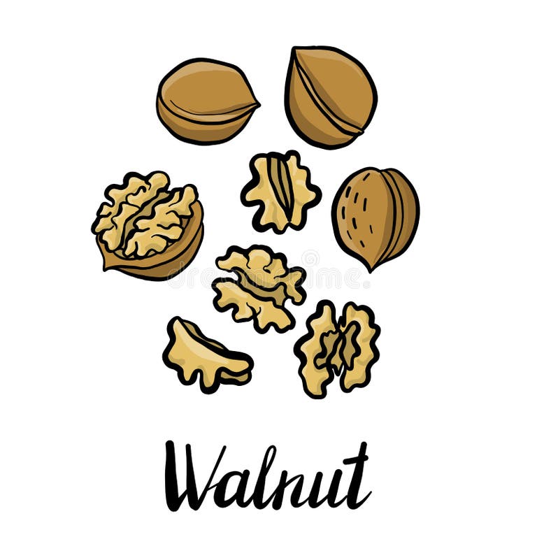 Walnut Line Drawing Stock Illustrations – 1,345 Walnut Line Drawing ...