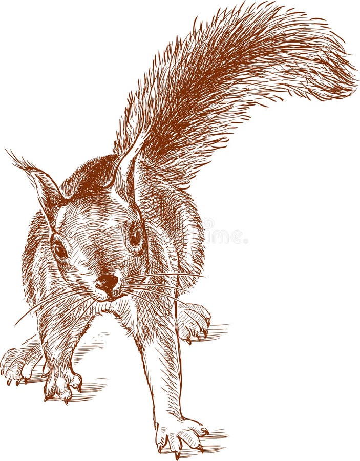 Nimble Wildlife Stock Illustrations – 143 Nimble Wildlife Stock ...