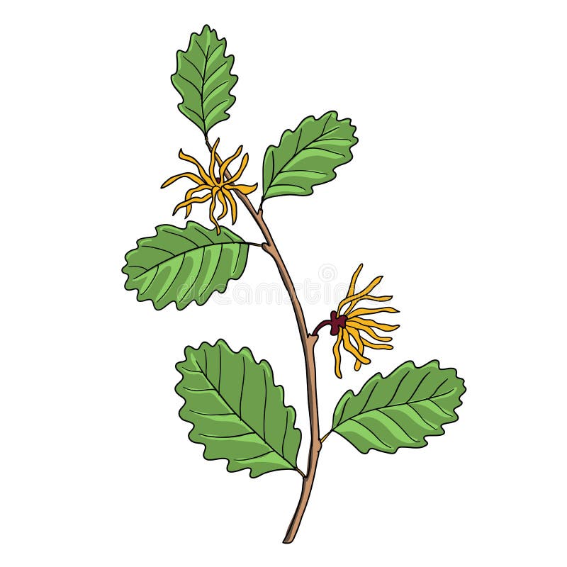Vector drawing witch-hazel stock illustration. Illustration of field ...