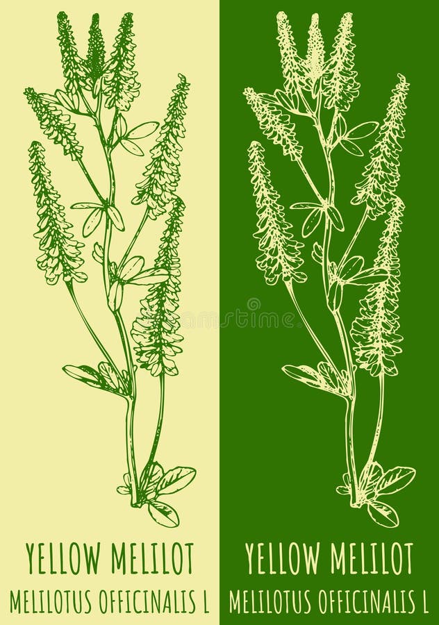 Vector Drawing YELLOW MELILOT. Hand Drawn Illustration Stock Vector ...