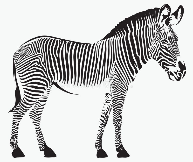 Vector Drawing of a Zebra Animal Stock Vector - Illustration of zebra ...