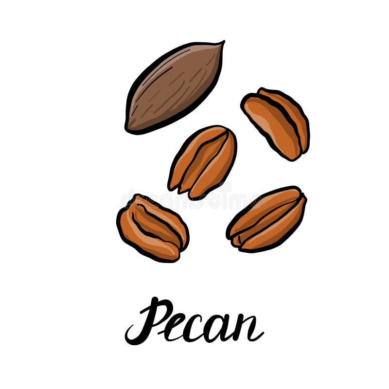 Pecan Stock Illustrations – 2,392 Pecan Stock Illustrations, Vectors ...