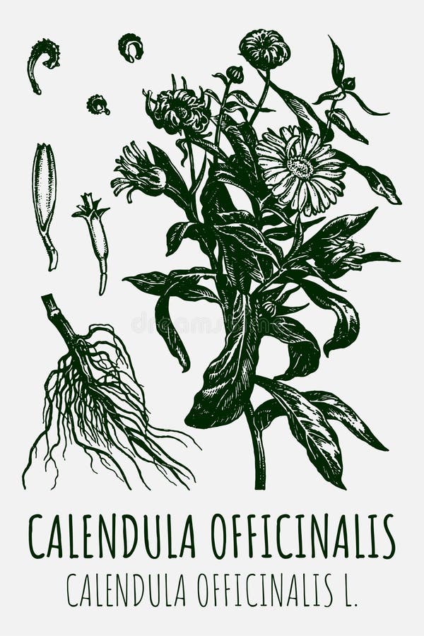 Vector Drawings of Calendula. Hand Drawn Illustration Stock Vector ...