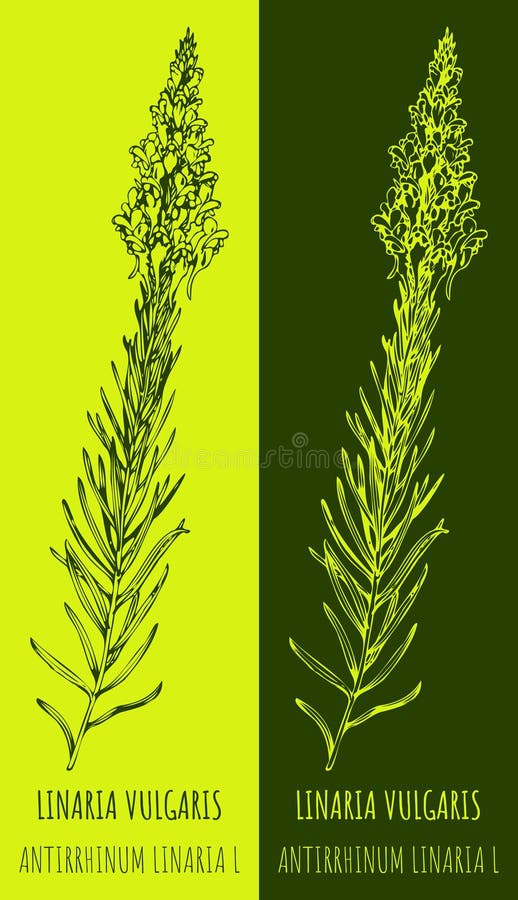 Common Toadflax Stock Illustrations – 14 Common Toadflax Stock ...