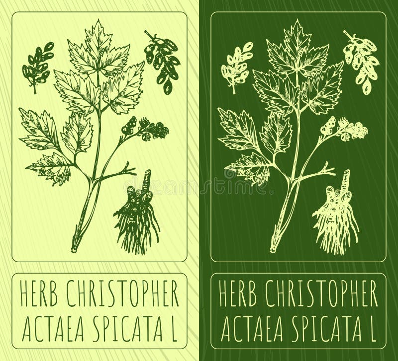 Spicata L Stock Illustrations – 4 Spicata L Stock Illustrations ...