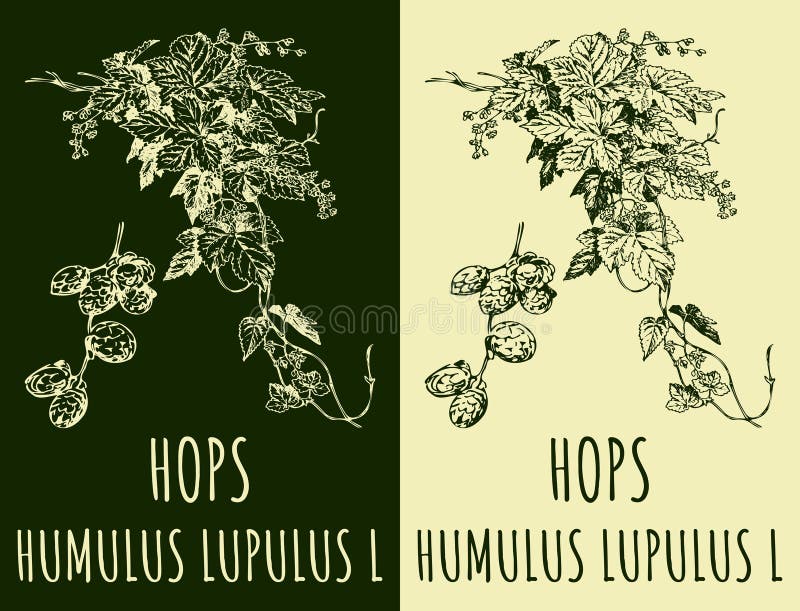Lupulus L Stock Illustrations – 8 Lupulus L Stock Illustrations ...