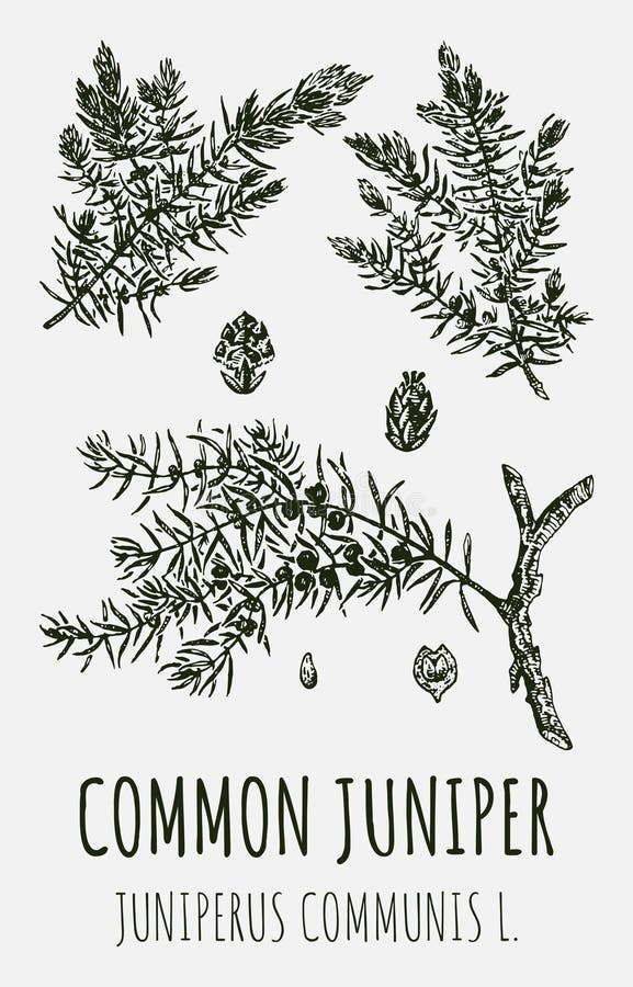 Name Juniperus Stock Illustrations – 11 Name Juniperus Stock ...
