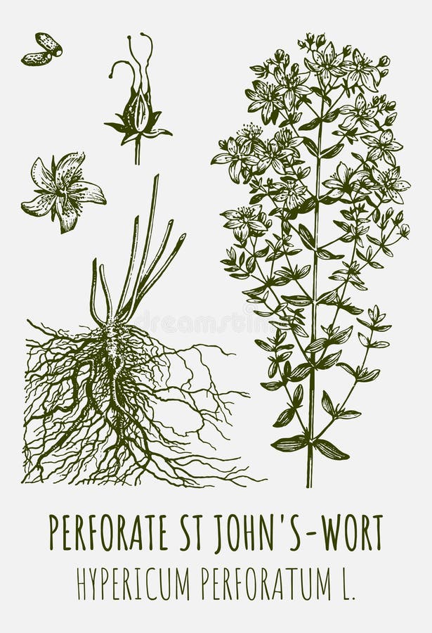 Vector Drawings of Perforate St John S-wort. Hand Drawn Illustration ...