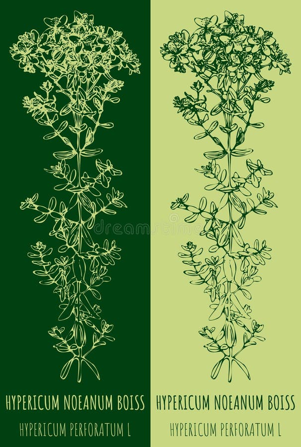 Hypericum Perforatum Branch Hand Drawn Vector Illustration. Sketch of ...