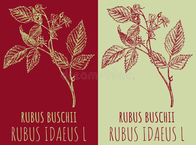 Idaeus L Stock Illustrations – 6 Idaeus L Stock Illustrations, Vectors ...