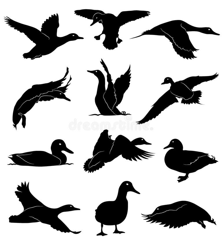 Ducks Stock Illustrations – 60,353 Ducks Stock Illustrations, Vectors ...