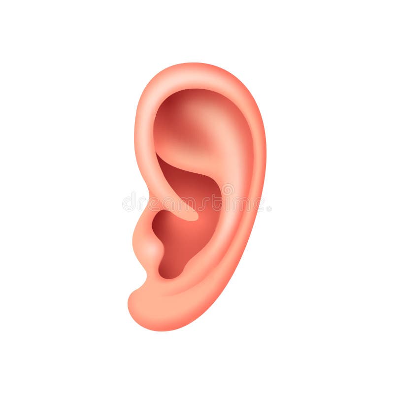 Ear Anatomy Side View Stock Illustrations – 50 Ear Anatomy Side View ...