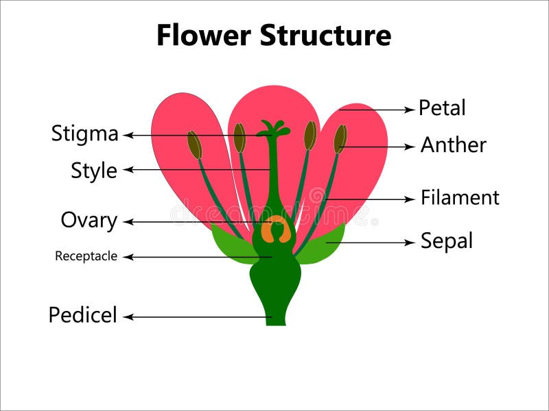 Vector Education Diagram of Botany and Biology, the Structure of the ...
