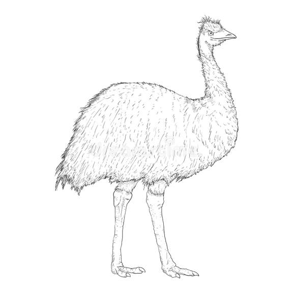 Vector Emu Sketch Illustration Stock Vector - Illustration of draw ...