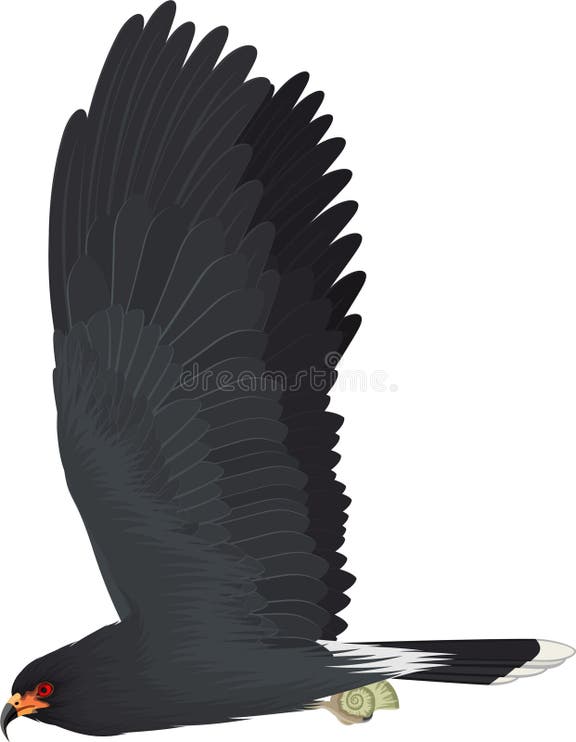 Red Kite Bird Stock Illustrations – 604 Red Kite Bird Stock ...