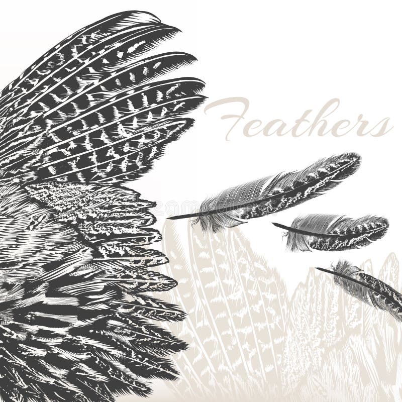 Engraved Feathers Stock Illustrations – 750 Engraved Feathers Stock ...