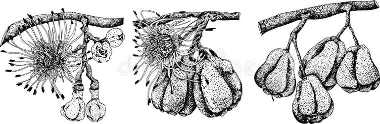 Vector, Engraving Pink Apple or Red Java Apple, Wax Apple Stock Vector ...