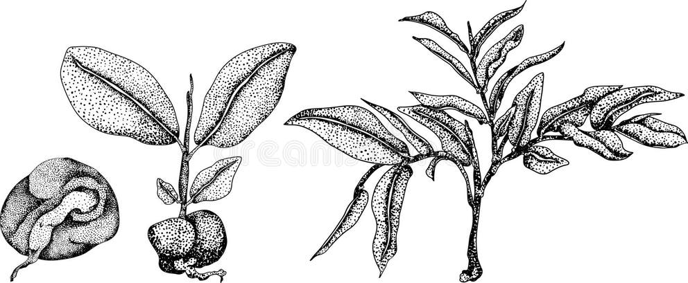 Vector, Engraving Pink Apple or Red Java Apple, Wax Apple Stock Vector ...