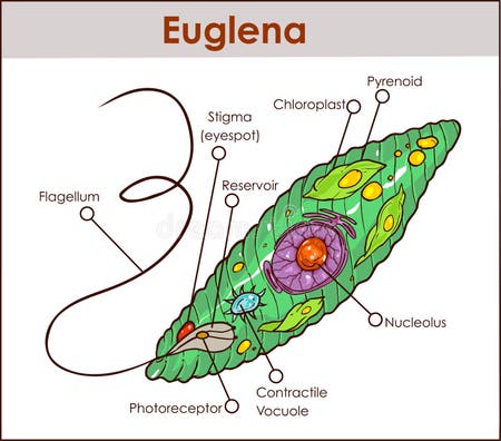 Euglena Diagram Stock Illustrations – 103 Euglena Diagram Stock ...