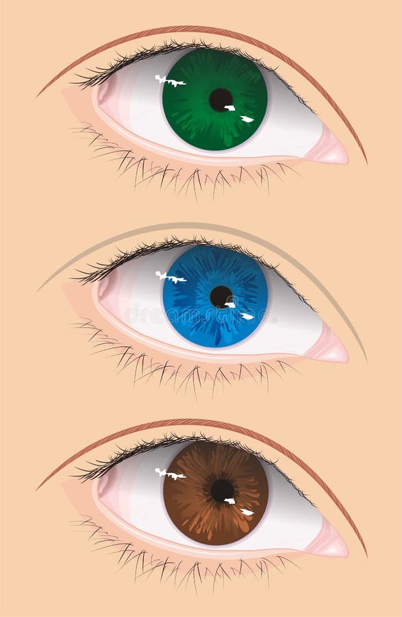 Vector eye stock vector. Illustration of stylish, fashion - 8349470