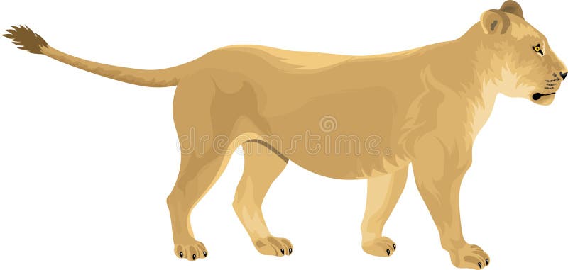 Vector Female lion Lioness stock vector. Illustration of predator ...