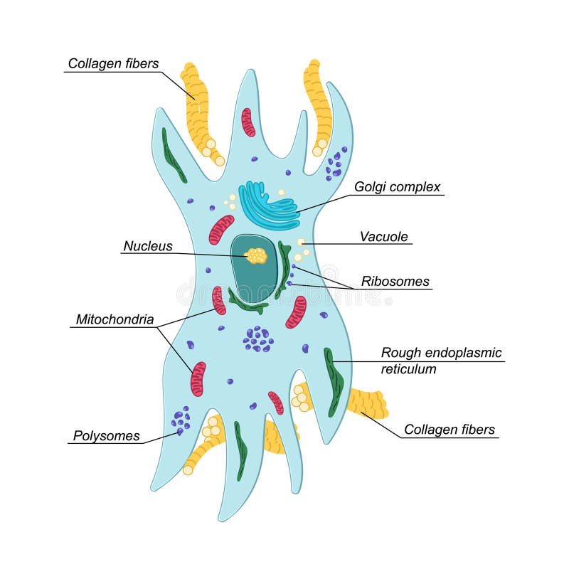 Fibroblast. Structure and Function Stock Vector - Illustration of ...