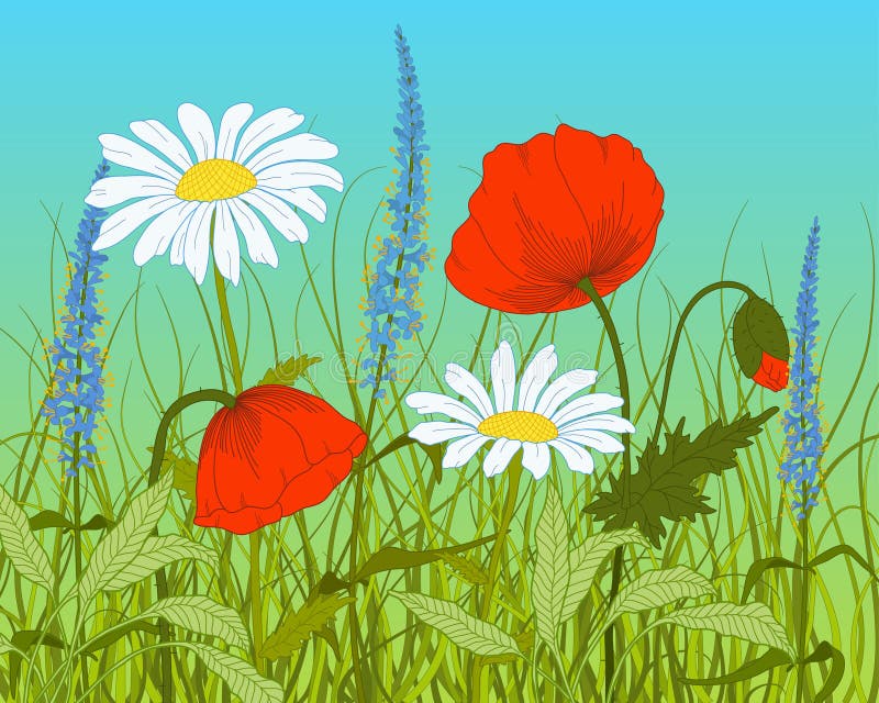 Vector field flowers. stock vector. Illustration of sketch - 20786355