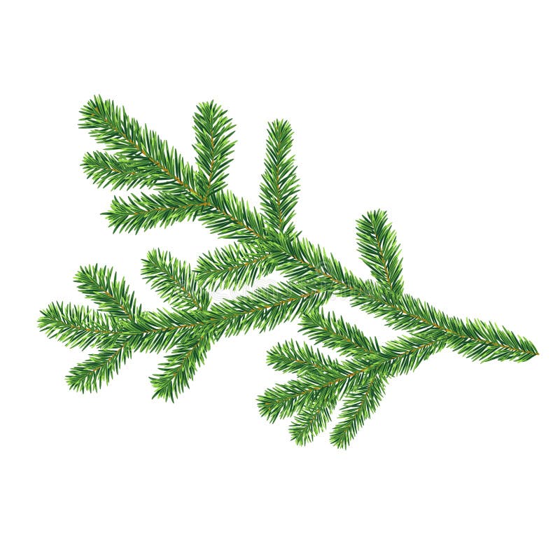 Vector Fir Branch Isolated on the White Stock Vector - Illustration of ...