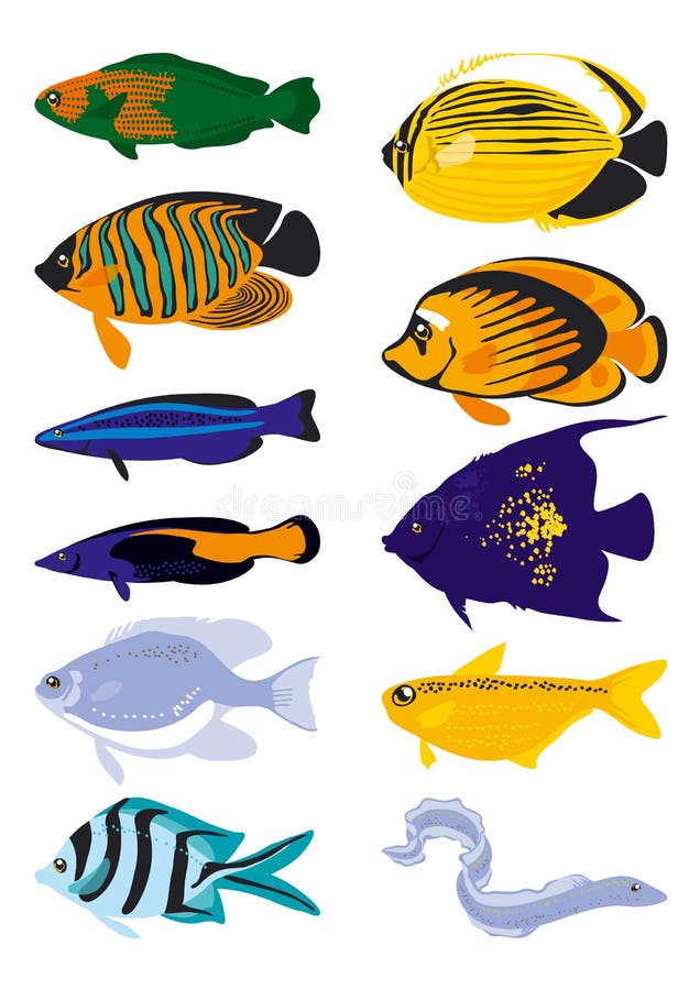 Vector fish stock vector. Illustration of beautiful, drawing - 3052785