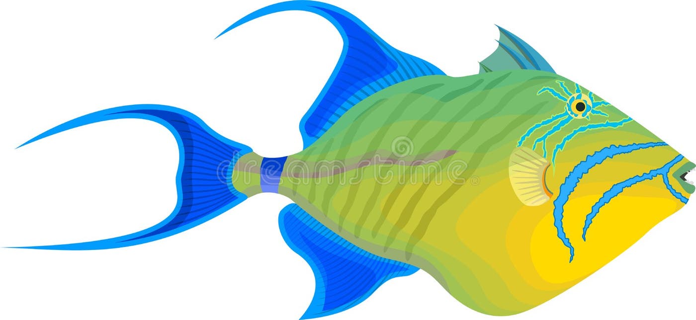 Queen Triggerfish Stock Illustrations – 17 Queen Triggerfish Stock ...
