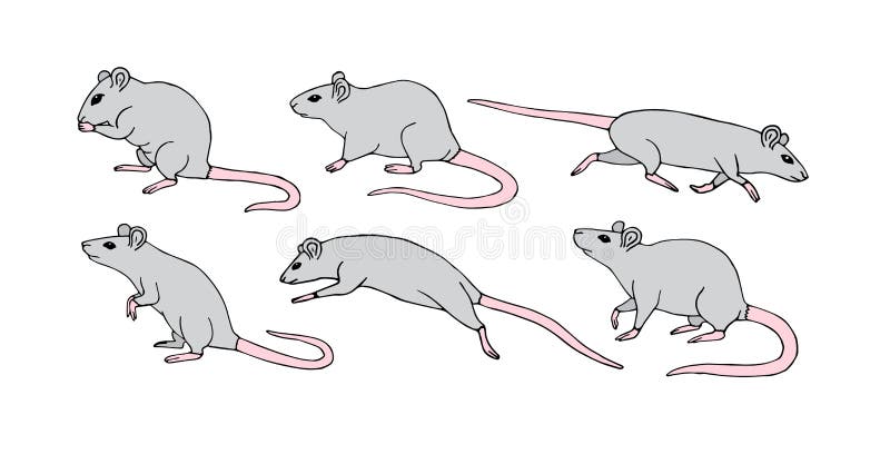 Vector Flat Black Set of Hand Drawn Gray Rat Stock Illustration ...