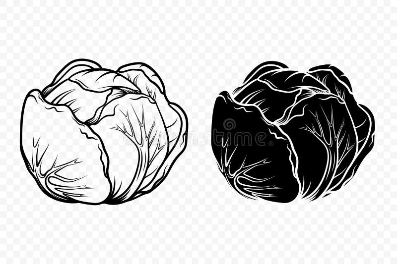 Vector Flat Cartoon Style Black and White Cabbage Set. Detailed Cabbage ...