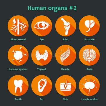 Human Systems Icons Stock Illustrations – 577 Human Systems Icons Stock ...
