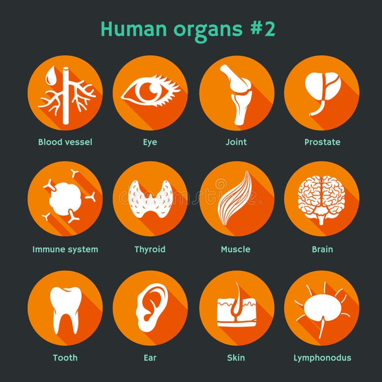 Organs Systems Stock Illustrations – 1,381 Organs Systems Stock ...