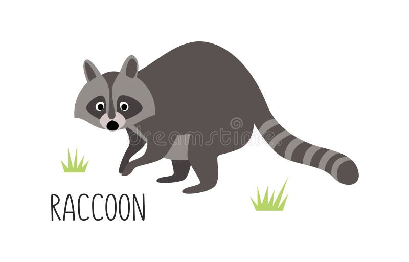 Vector Flat Illustration of Wild Forest Animal, Raccoon. Illustration ...