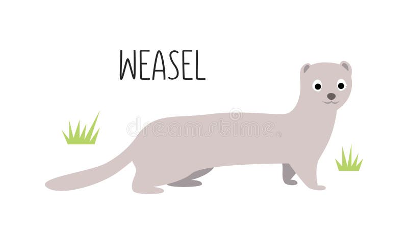 Vector Flat Illustration of Wild Forest Animal, Weasel. Illustration Isolated on White Stock ...