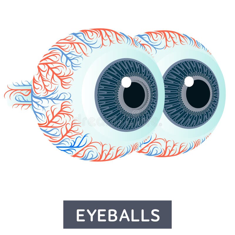 Vector Flat Illustrations, Large Human Eye on a White Background Stock ...