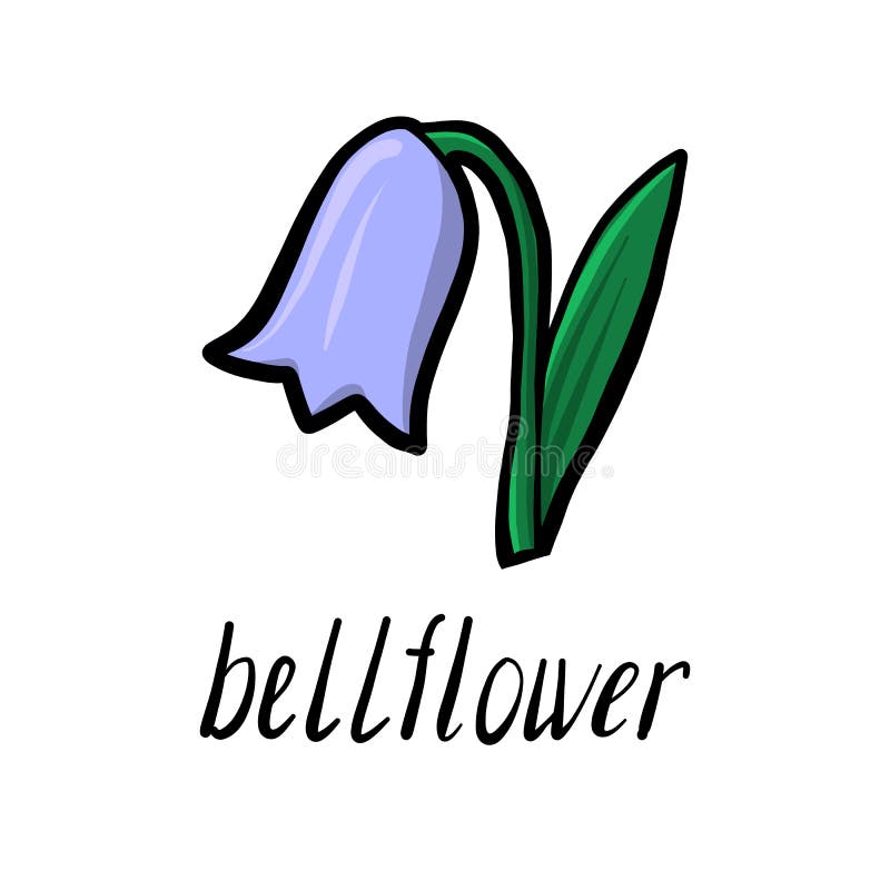 Vector flower of bell stock vector. Illustration of bellflower - 116610097