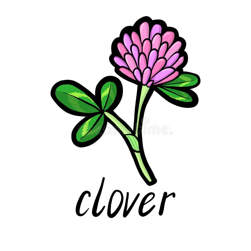 Red Clover, Flower, Drawing By Colored Pencils Stock Illustration ...