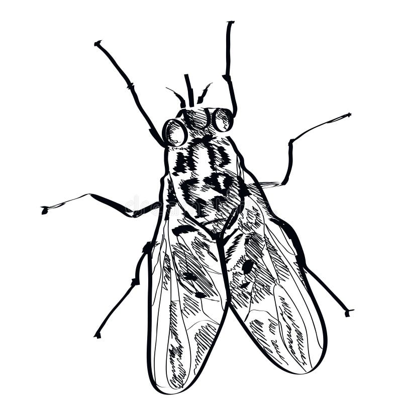 Vector Fly Insect Hand Drawn on a Background. Stock Vector ...
