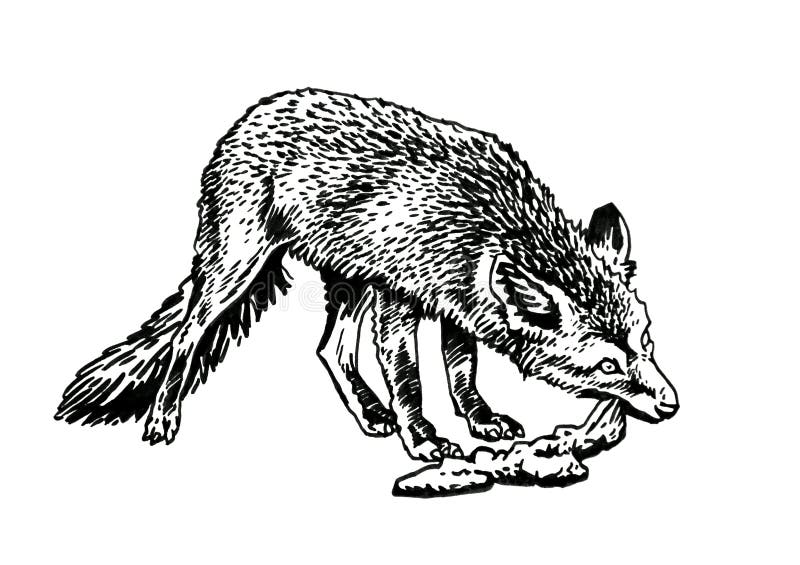 Vector Fox Eating Meat on White, Vector Illustration, Meal Time for Fox ...