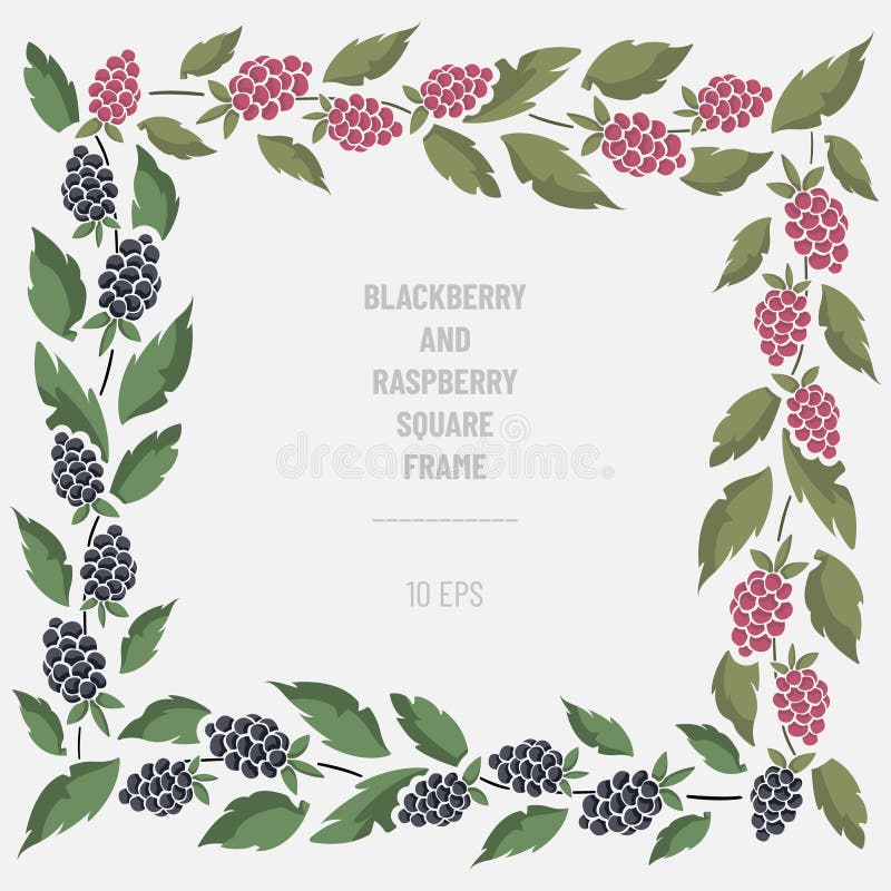 Vector Frame with Blackberries, Raspberries and Foliage; Square Border ...