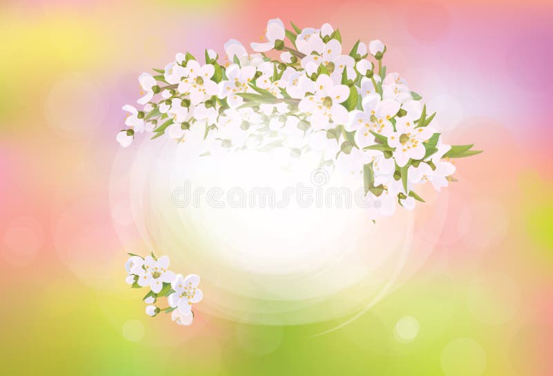 Vector Frame Blossoming Cherry Tree. Stock Vector - Illustration of ...