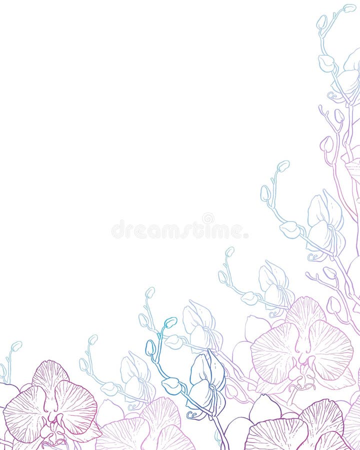 Vector Frame with Flowers Orchid Stock Vector - Illustration of drawn ...