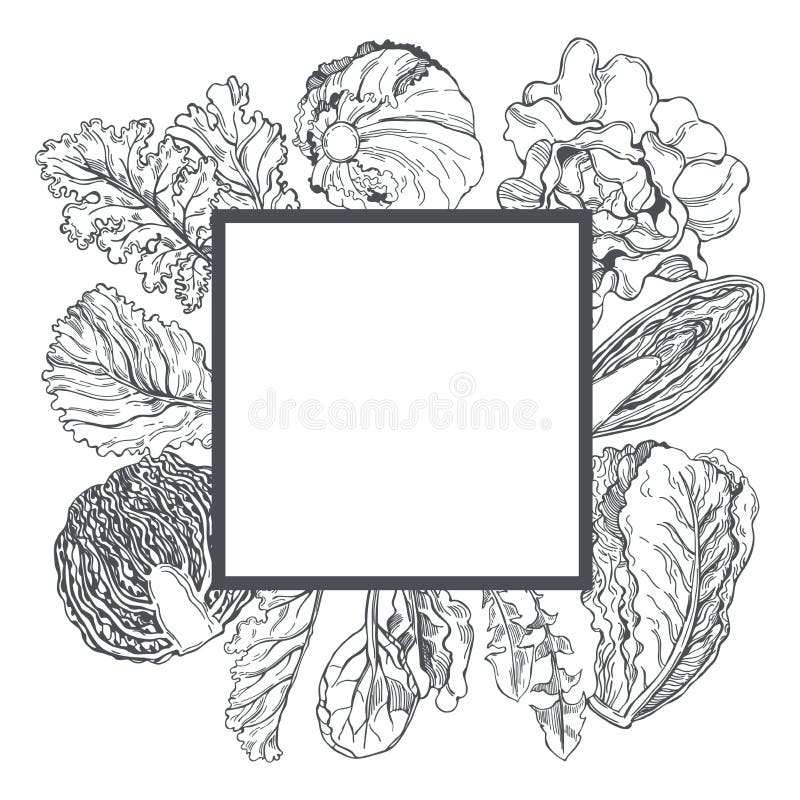 Lettuce Frame Stock Illustrations – 1,127 Lettuce Frame Stock ...
