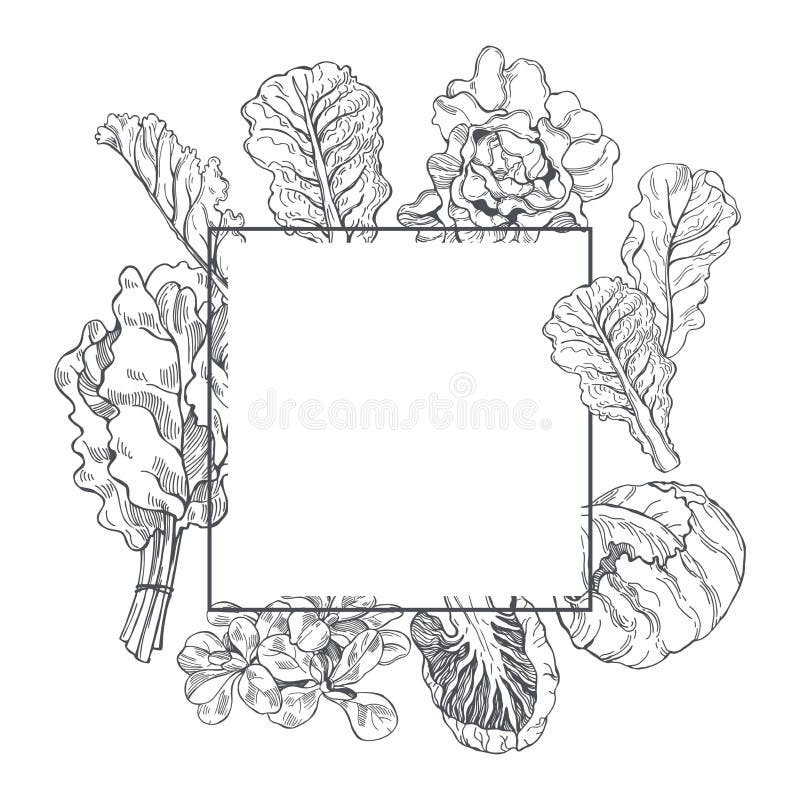 Lettuce Frame Stock Illustrations – 1,127 Lettuce Frame Stock ...