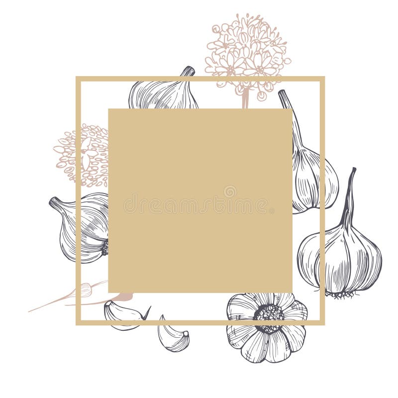 Garlic frame stock illustration. Illustration of frame - 42363916