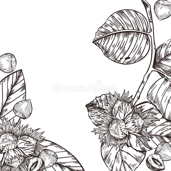 Vector Frame of Hazelnuts, Hazelnuts, Hazelnut Branch with Leaves, Nuts ...