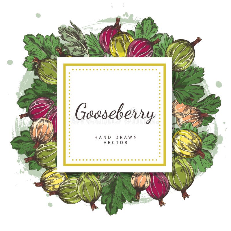 Vector Frame Ripe Berries and Beautiful Gooseberry Leaves Hand-drawn ...